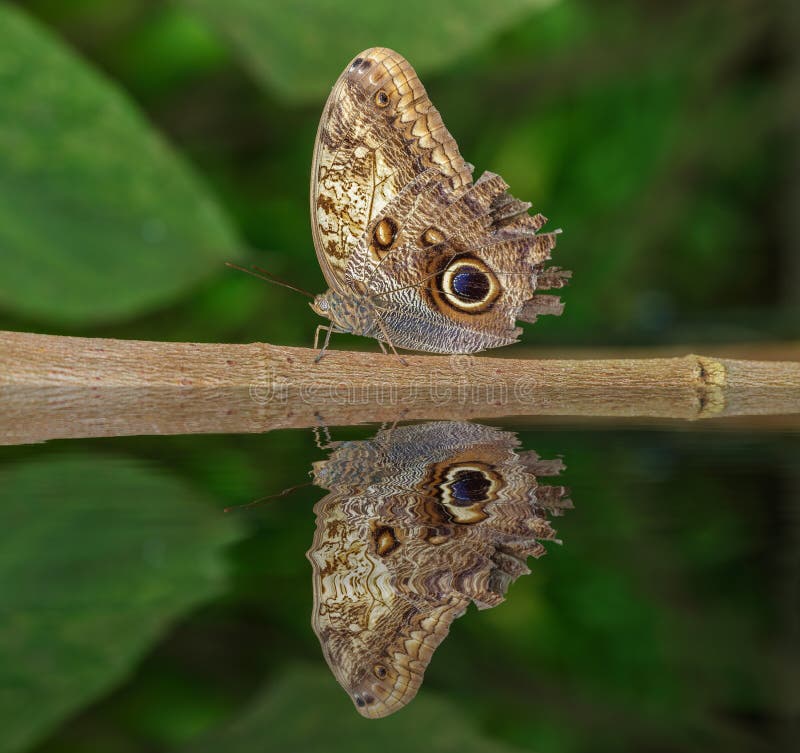 Owl Butterfly stock photo. Image of pattern, spots, wood - 32852302
