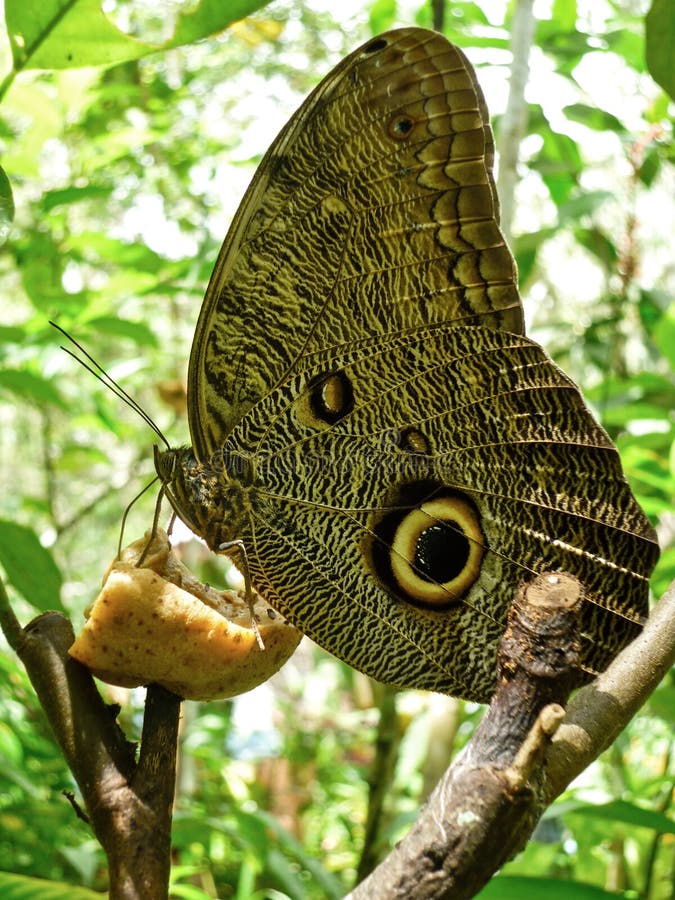 An Owl Butterfly at the Pilipintuwasi Butterfly Centre in Iquitos, in ...