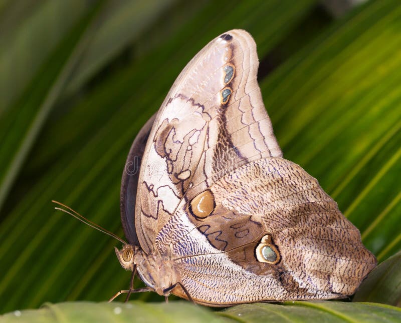 Owl butterfly stock photo. Image of wing, pest, animal - 35084706