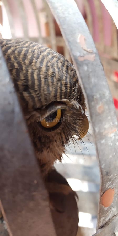 Owl in cage stock image. Image of eyes, cage, amazing - 173042119