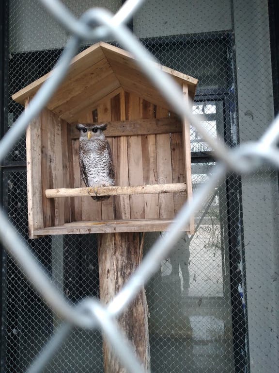 Owl in the cage stock photo. Image of cage, bird, alone - 310605816