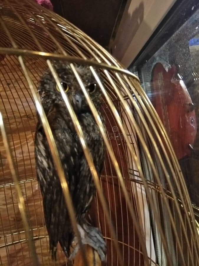 Owl in a cage stock image. Image of black, natural, beautiful - 143709159