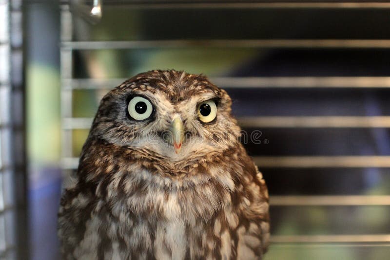 Owl in a cage stock photo. Image of beautiful, colorful - 143708818