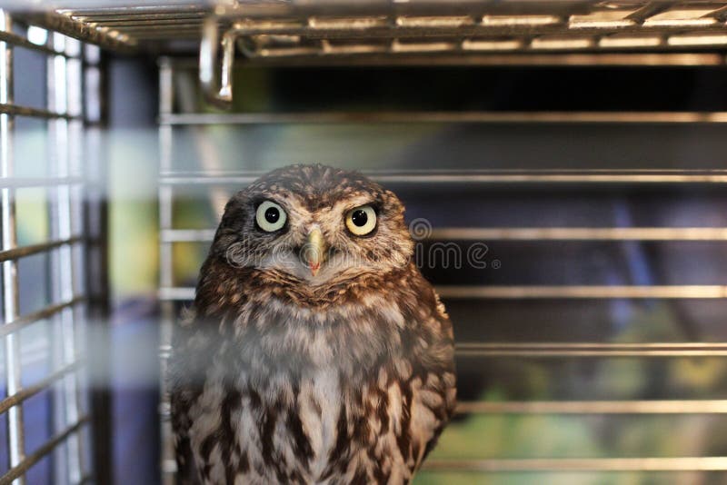 Owl in a cage stock image. Image of cage, feather, design - 143708847