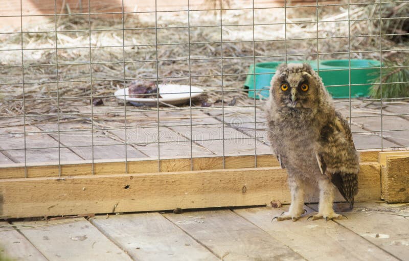 Owl in a cage stock image. Image of animal, isolated - 143709025