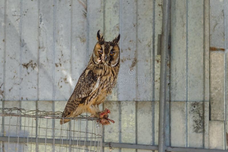 Owl in a cage at the zoo stock image. Image of stare - 95792131