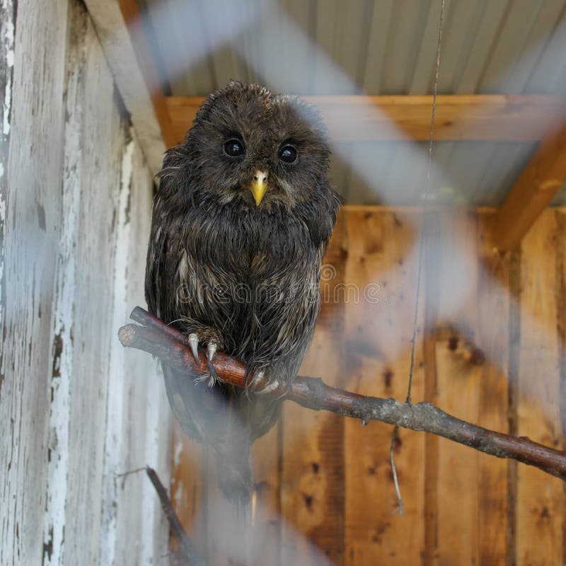 168 Tired Owl Stock Photos - Free & Royalty-Free Stock Photos from ...