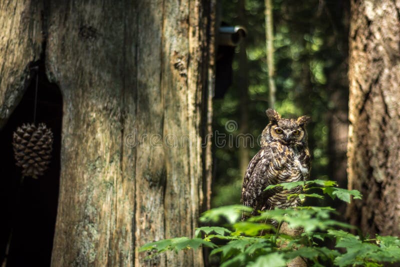 Owl in Canadian rainforest stock photo. Image of horned - 96565972