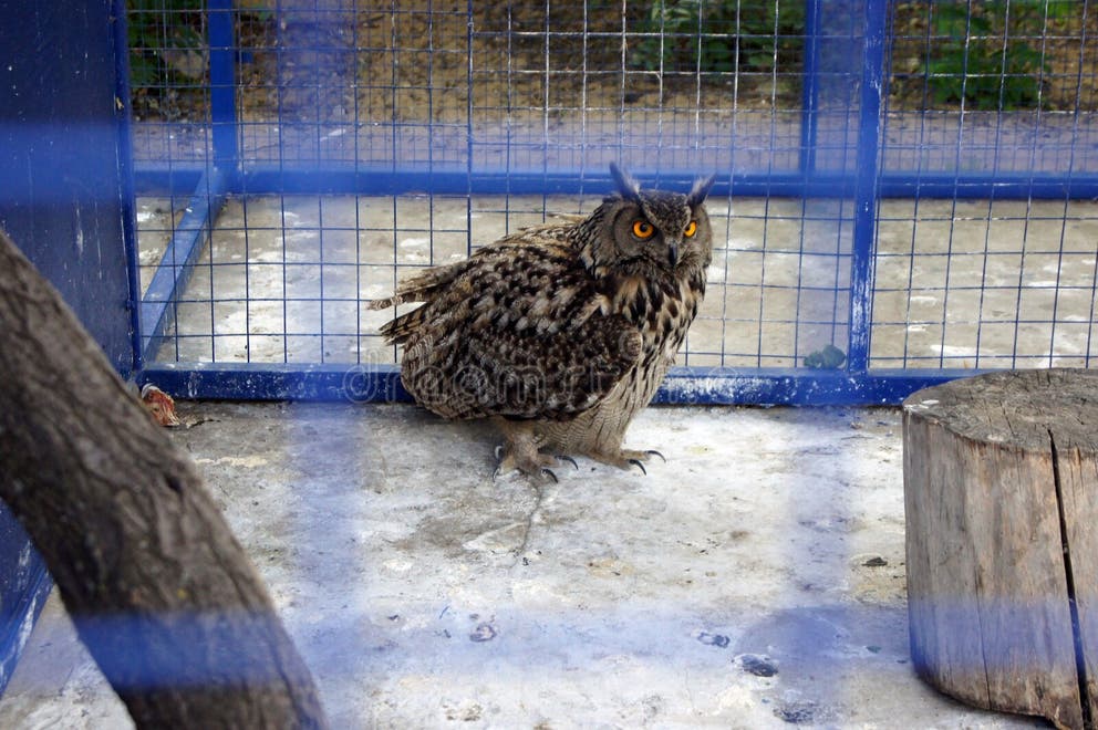 Owl in the cell stock image. Image of hunter, eyes, twilight - 94967633