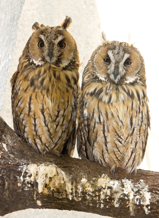 Two owls stock image. Image of birds, great, owls, animals - 22885459