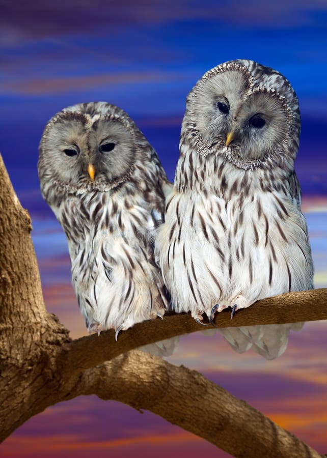 Owl Couple Against Sunset Sky Stock Image - Image of feather, dawn ...