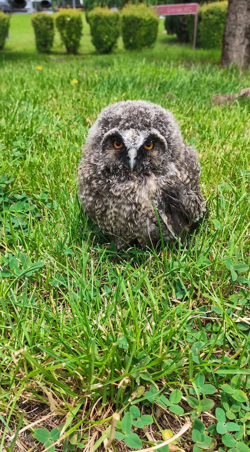 Owl cub stock image. Image of burrowing, bird, endangered - 185511061