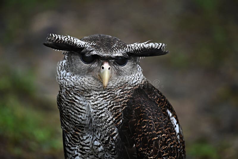 An Owl with Curly Eyes is Watching His Territory Stock Image - Image of ...