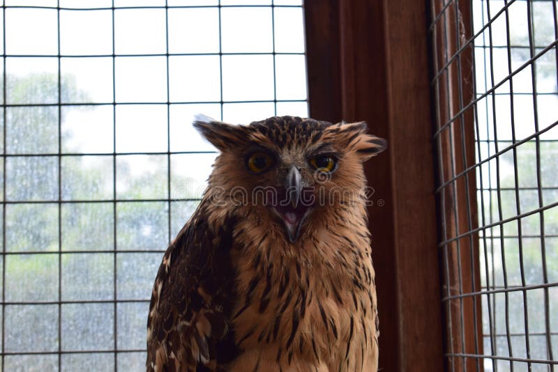 The Owl in the Day with Cage Stock Photo - Image of bali, animal: 110761122