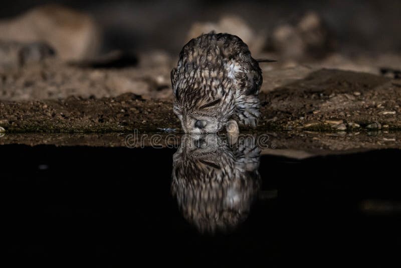 Owl Drinking from a Paddle of Water with Its Reflection on the Surface ...