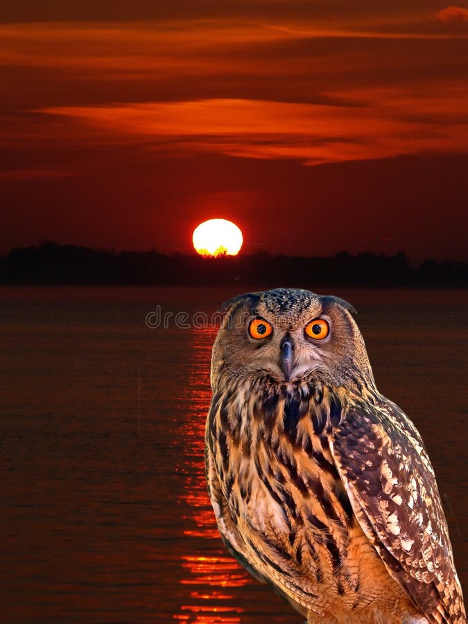 An owl at an early morning stock image. Image of captivity - 3430803