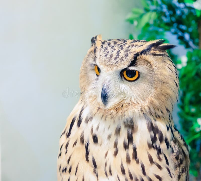Owl with Elegance, Sharp and Beautiful Eyes. Stock Photo - Image of ...