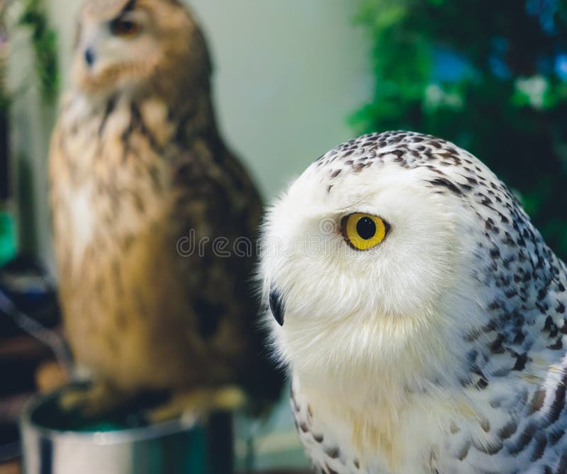 Owl with Elegance, Sharp and Beautiful Eyes. Stock Image - Image of ...