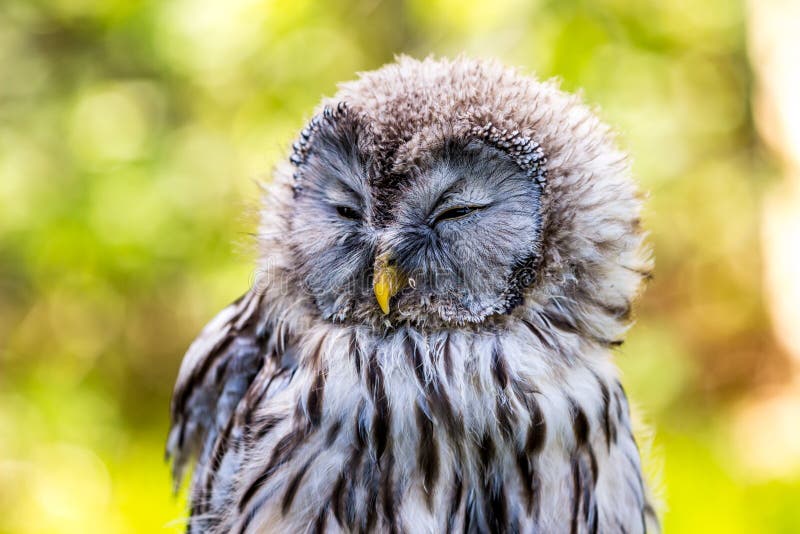 Owl Enjoys the Sun of Spring Stock Image - Image of sweet, strix: 67558591