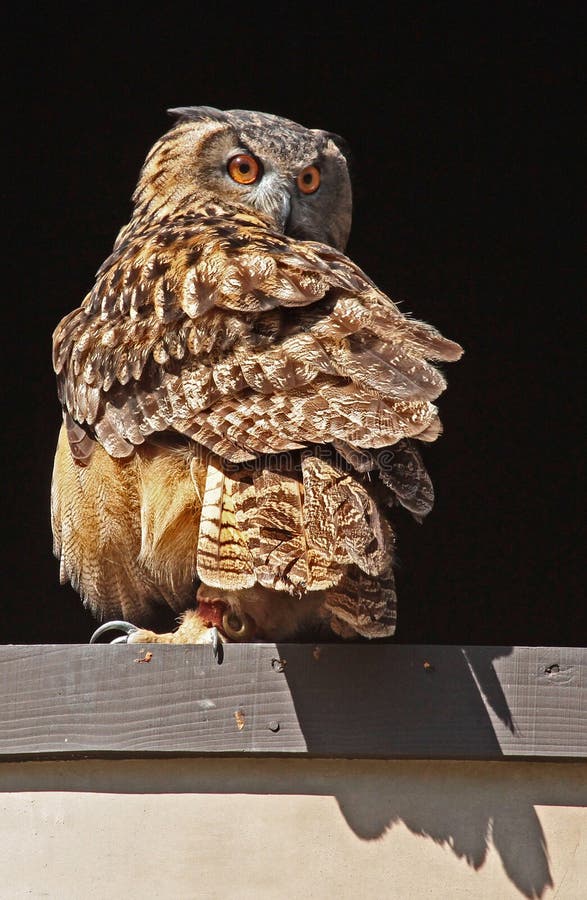 Fierce and Proud Owl stock image. Image of pride, eyes - 5400395