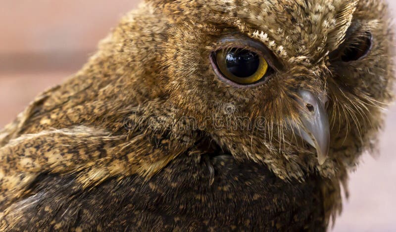 Owl Expression when on the Move during the Day Stock Image - Image of ...