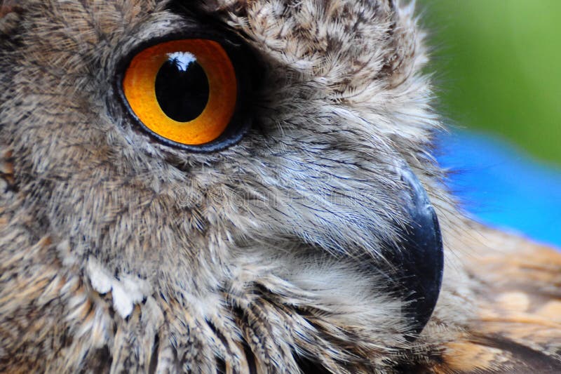 Owl Eye stock image. Image of animal, everglades, closeups - 19273675