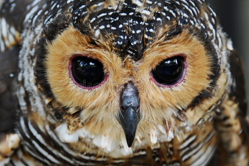 Owl eye stock photo. Image of vision, night, feathers - 20167500