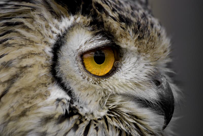 Owl eye stock image. Image of falcon, wildlife, eagle - 5681643