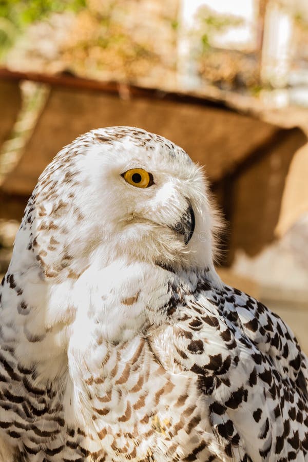 Owl eye stock image. Image of nature, curious, animal - 37061115