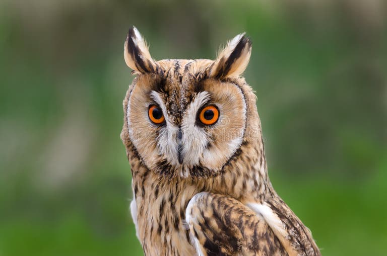 Owl stock photo. Image of eyebrows, wings, eyes, beak - 30372506