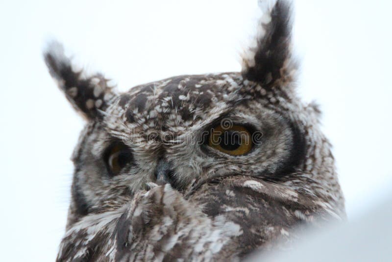 Owl face stock image. Image of aftrenoon, early, back - 95074137