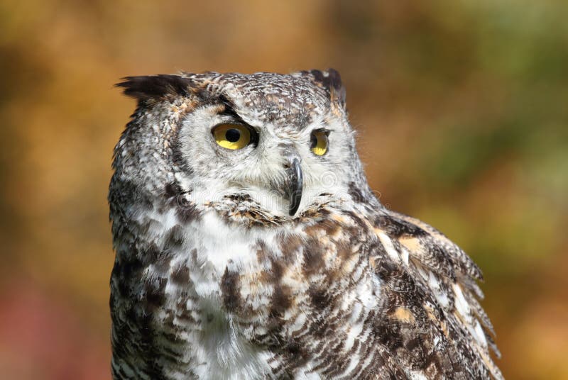 Owl during fall stock image. Image of animal, canada - 27088771