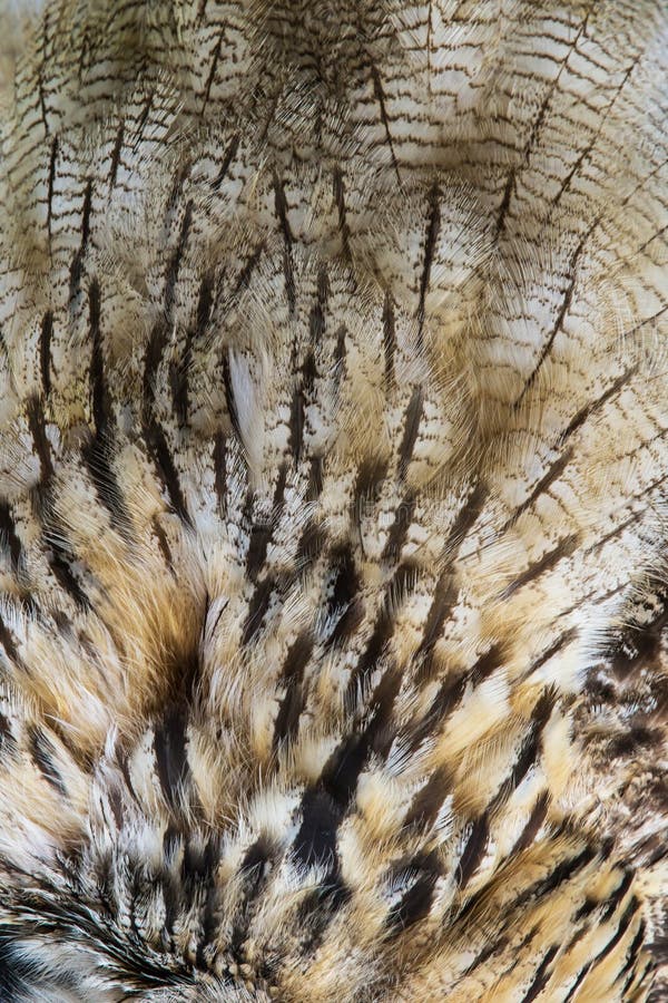 Owl Feathers Texture stock photo. Image of close, wildlife - 43030030
