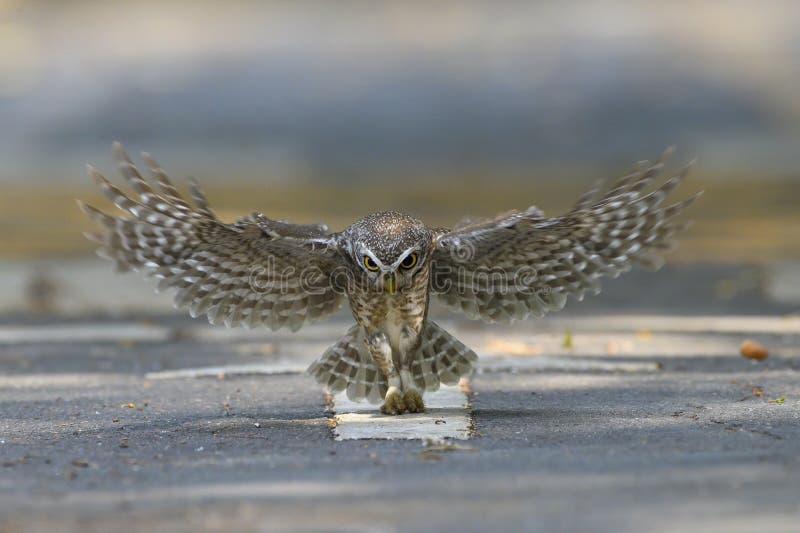 Owls Catch Prey for Small Chickens, Animal Closeup, Owls in Hunt Stock ...