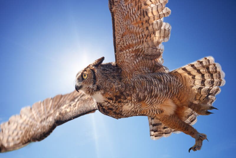 Owl in fly stock photo. Image of profile, blue, light - 77689324