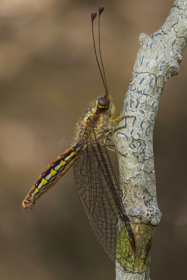A Owl Fly Insect on the Branch Stock Image - Image of blossoming ...