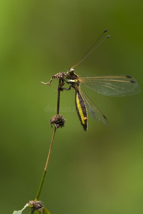A Owl Fly Insect on the Flower Stock Photo - Image of macro, wallpaper ...