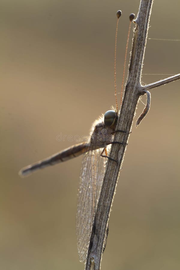 A Owl Fly Insect on the Flower Stock Image - Image of blossom, behavior ...