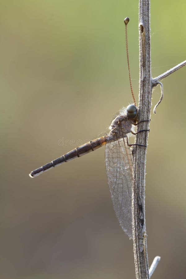 A Owl Fly Insect on the Flower Stock Image - Image of behavior ...