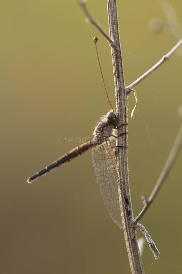 A Owl Fly Insect on the Flower Stock Image - Image of flower, bright ...