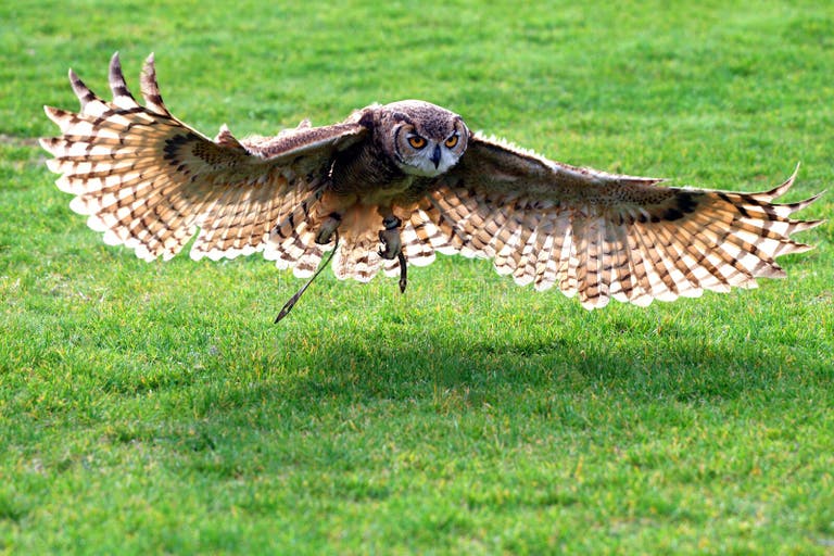 1,422,727 Flying Wolinds Stock Photos - Free & Royalty-Free Stock ...