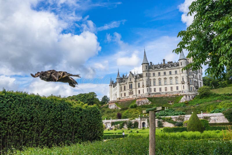 Owl Flying in Front of the Famous Dunrobin Castle in Sutherland ...