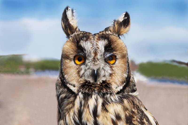 Owl full face stock photo. Image of front, large, bird - 71443408
