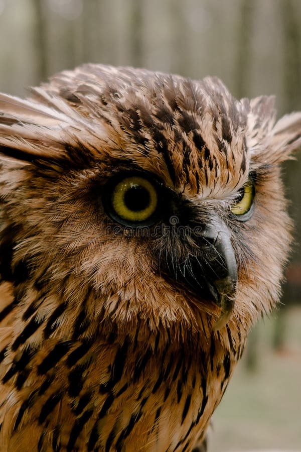Owl Full Face stock image. Image of bird, animal, nature - 299229693