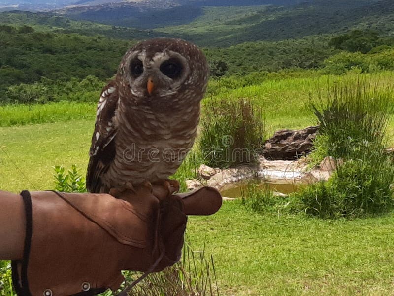 An Owl Getting Ready To Fly Stock Photo - Image of wilderness, hawk ...