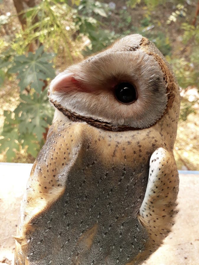 Owl Giving Pose To Shoot Him with Camera Stock Image - Image of ...