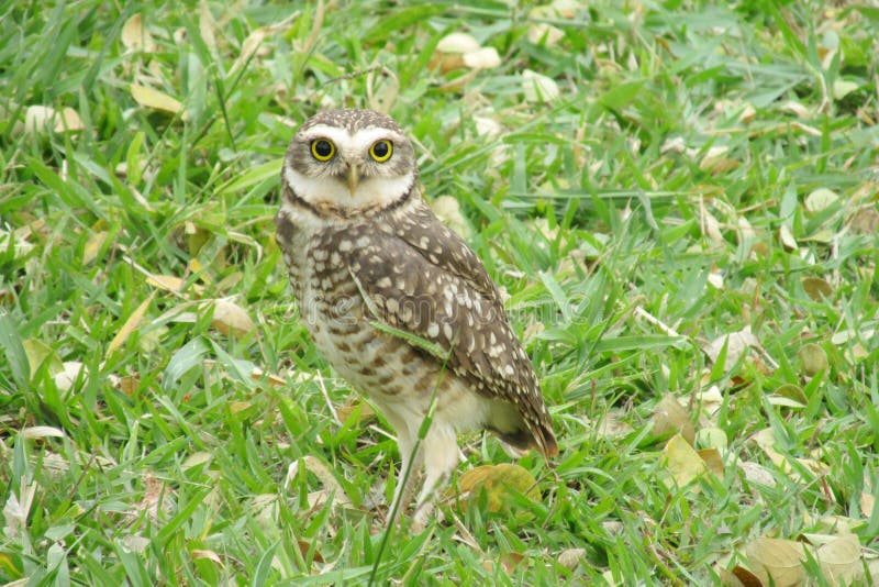 Scared Looking Owl Stock Photos - Free & Royalty-Free Stock Photos from ...