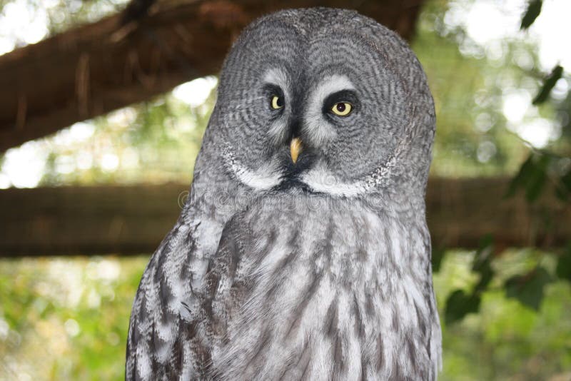 Owl stock photo. Image of grey, grau, kopf, eule, head - 92541408