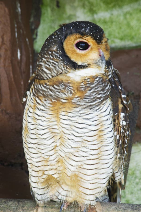 An Owl, Guardian of the Night Stock Photo - Image of wild, prey: 297047892