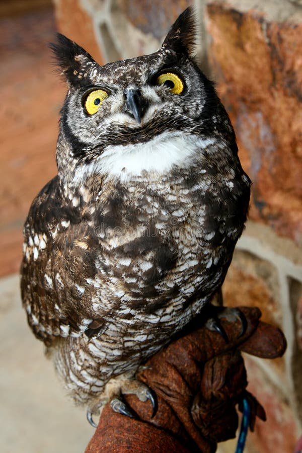 Owl on Hand stock image. Image of stair, bird, owls, beak - 1201951